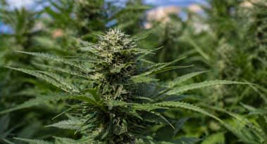 Why are cannabis stocks surging today?