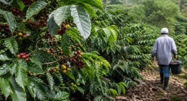 Analisis harga kopi Arabica: Kesan perang AS-Iran merebak ke aset pertanian